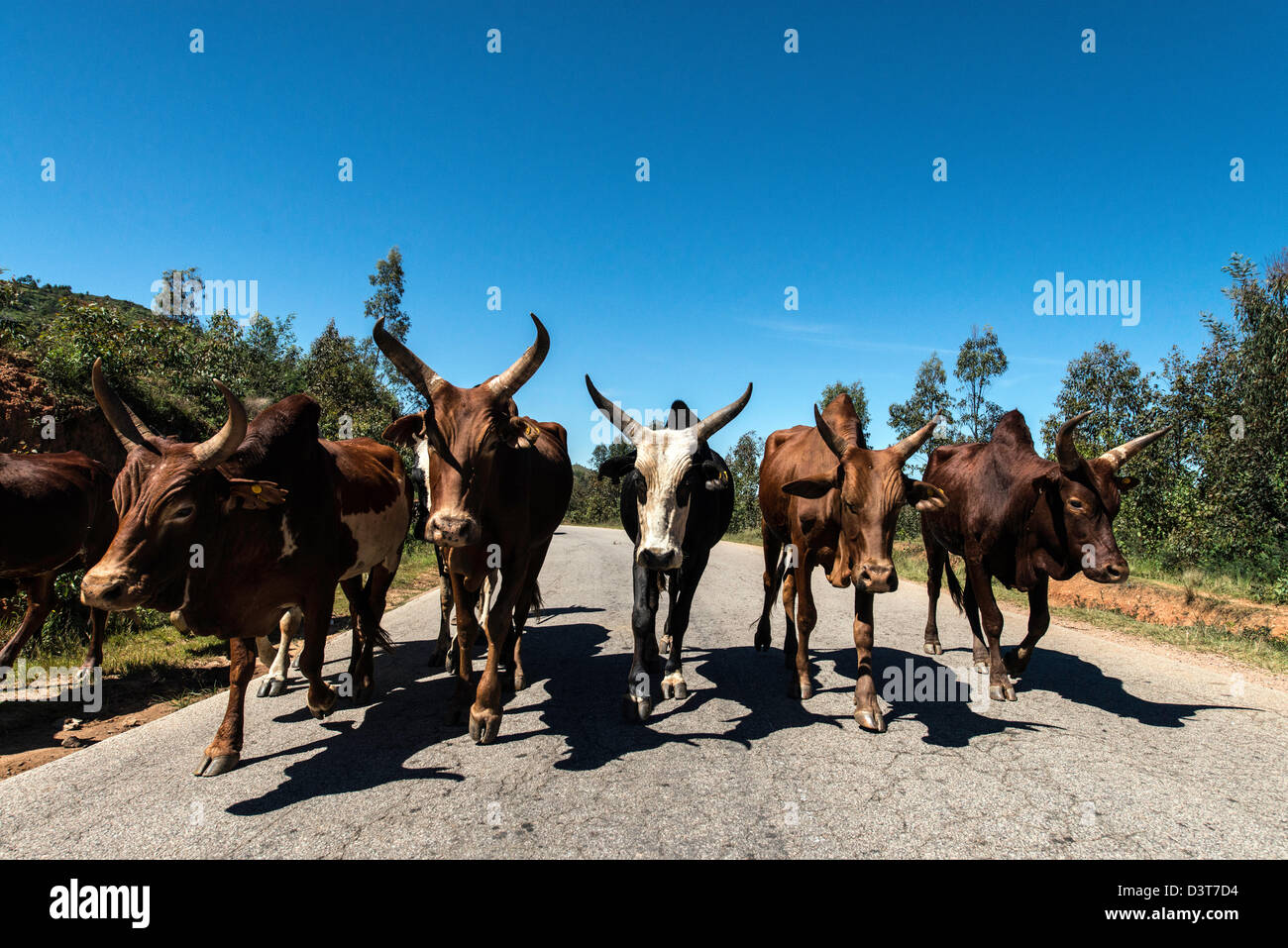 Zebus Madagascar Stockfotos und -bilder Kaufen - Alamy