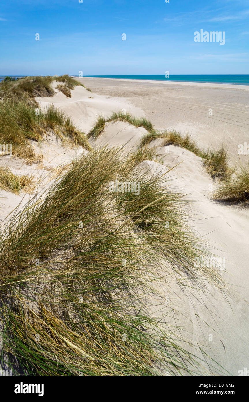 Camargue strand -Fotos und -Bildmaterial in hoher Auflösung – Alamy