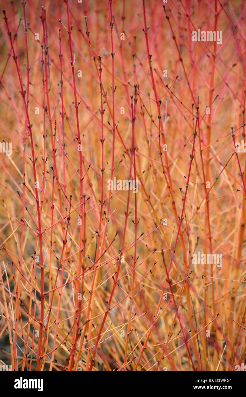 Cornus sanguinea midwinter fire winter -Fotos und -Bildmaterial in ...