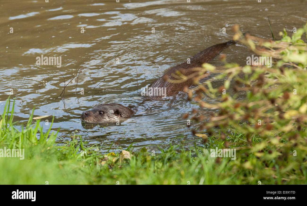 Otter schwimmen -Fotos und -Bildmaterial in hoher Auflösung – Alamy