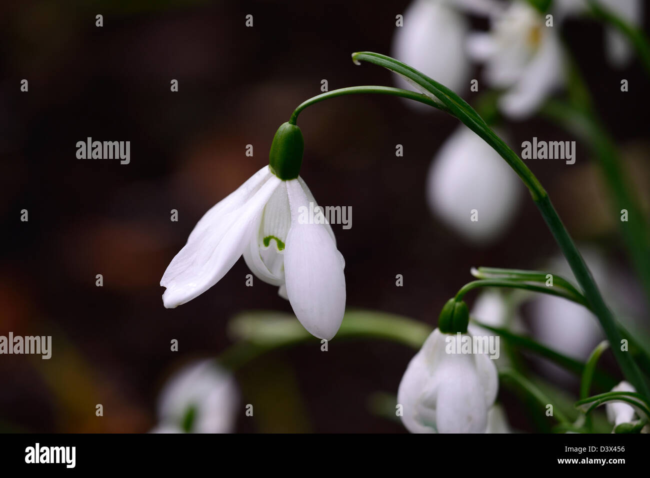 Galanthus mrs thompson snowdrop snowdrops -Fotos und -Bildmaterial in ...