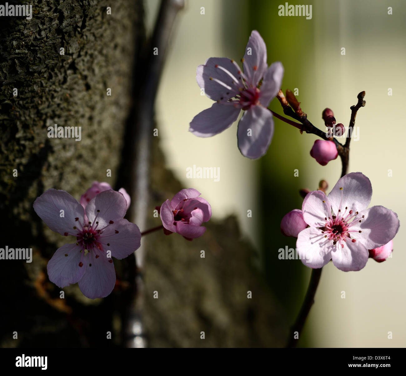 Prunus cerasifera blumen -Fotos und -Bildmaterial in hoher Auflösung ...