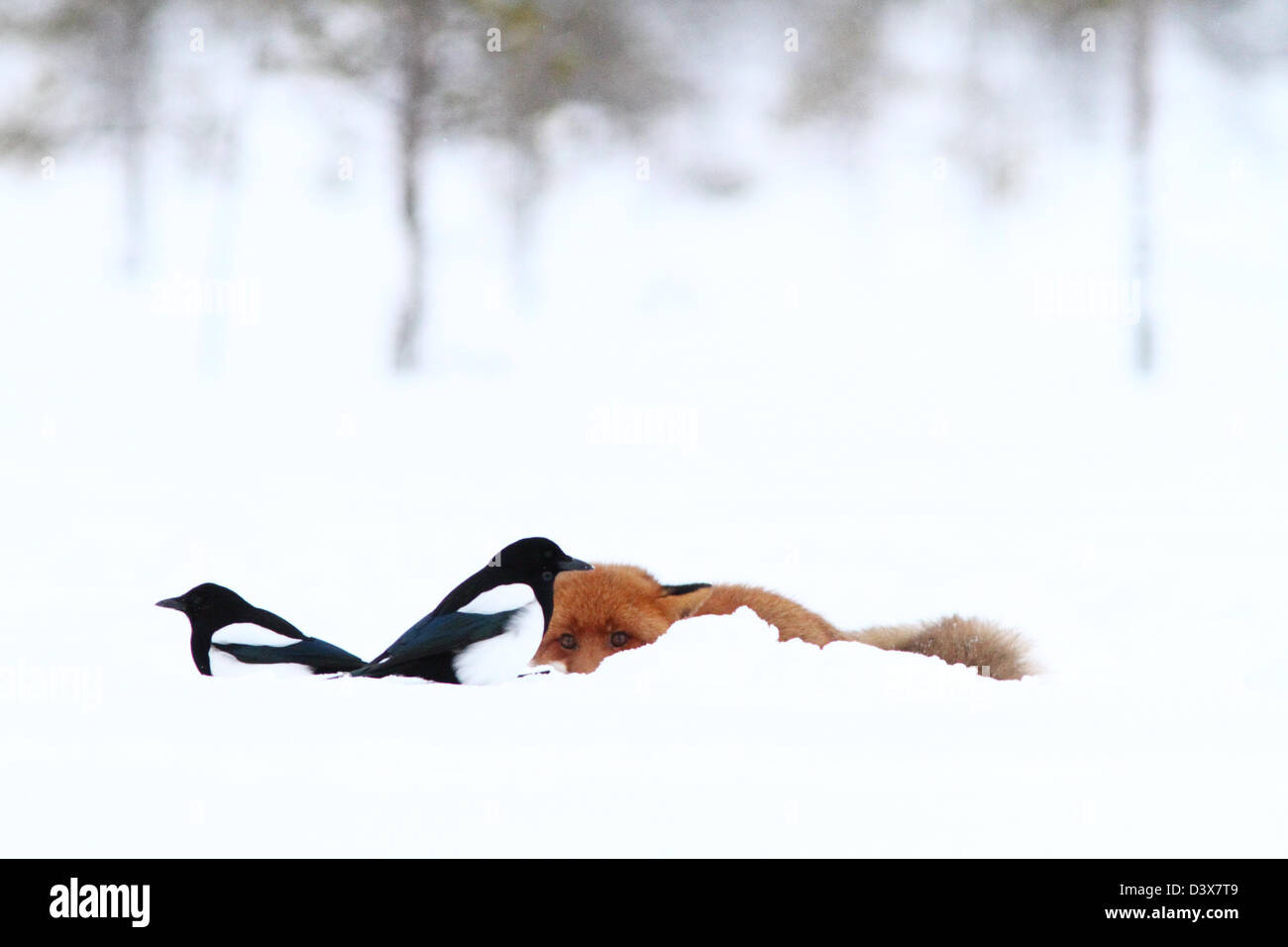 Rotfuchs (Vulpes Vulpes) ein Auge auf ein paar Elstern und genießen das ...