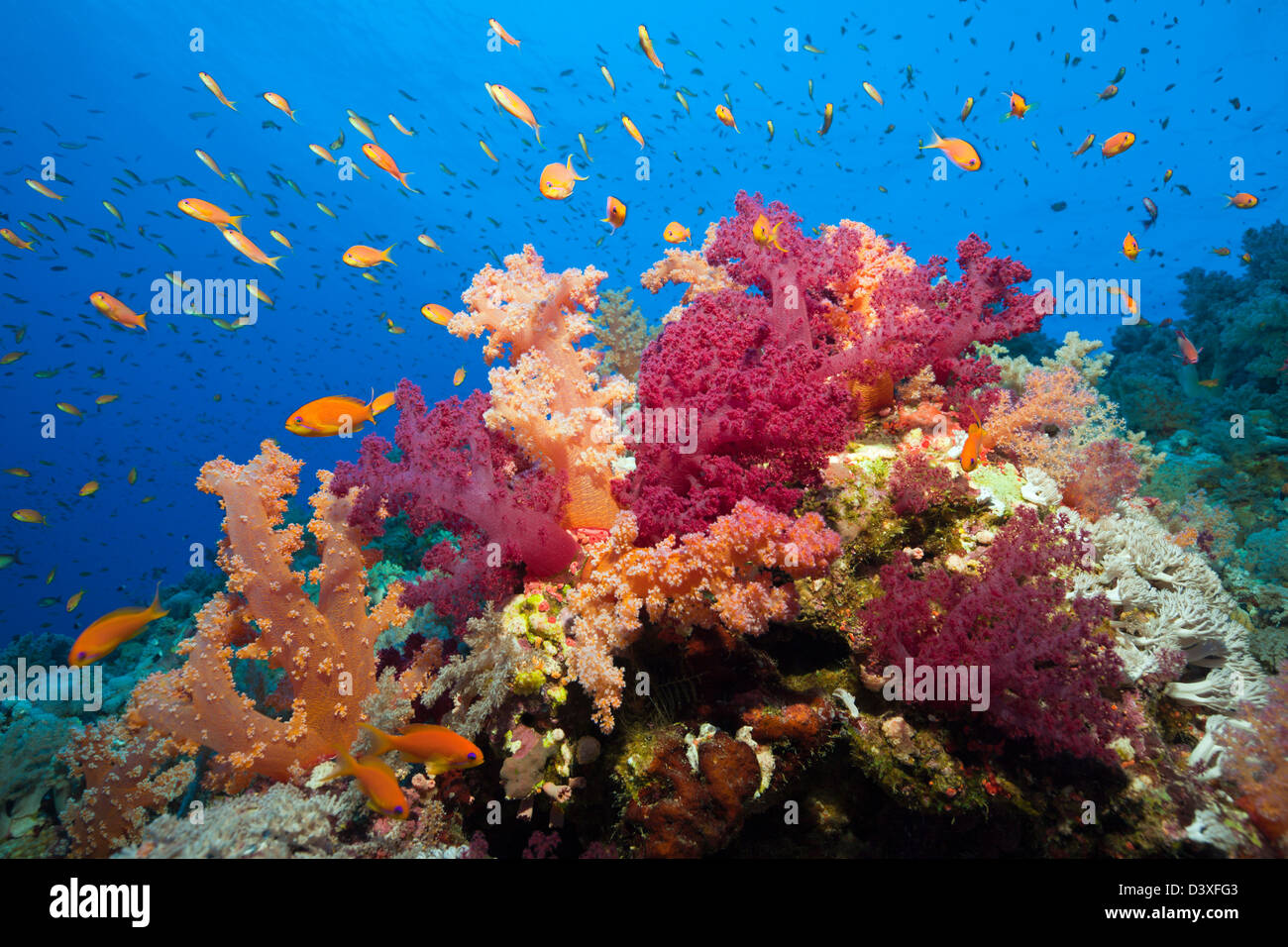 Unterwasser rotes meer korallenriffe fische bunt -Fotos und ...