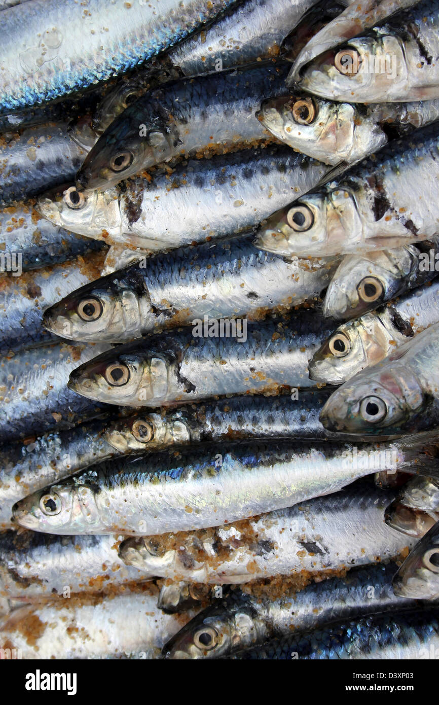 Lokaler frischfischmarkt -Fotos und -Bildmaterial in hoher Auflösung ...