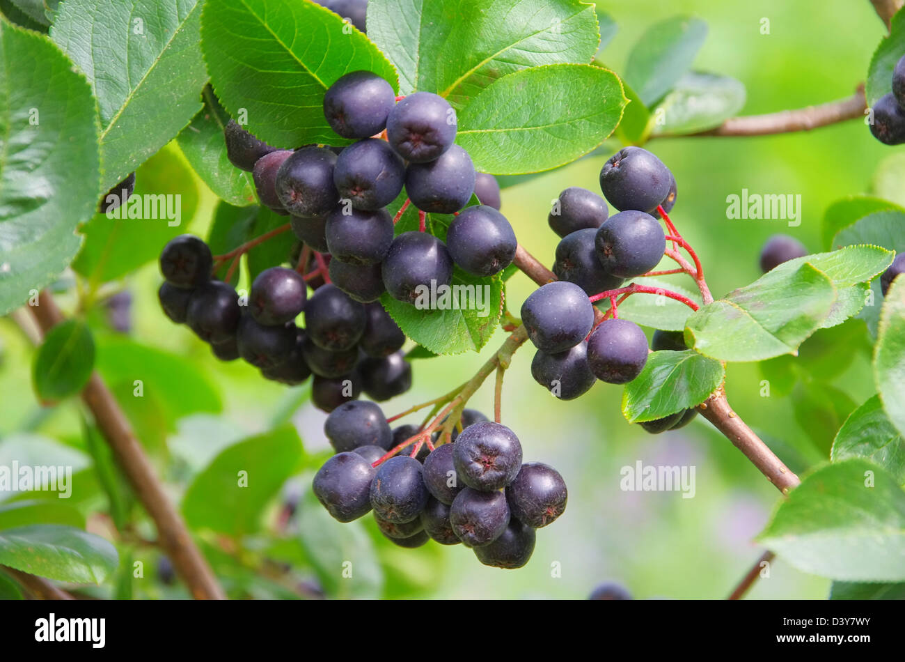 Apfelbeere - Aronia 03 Stockfotografie - Alamy