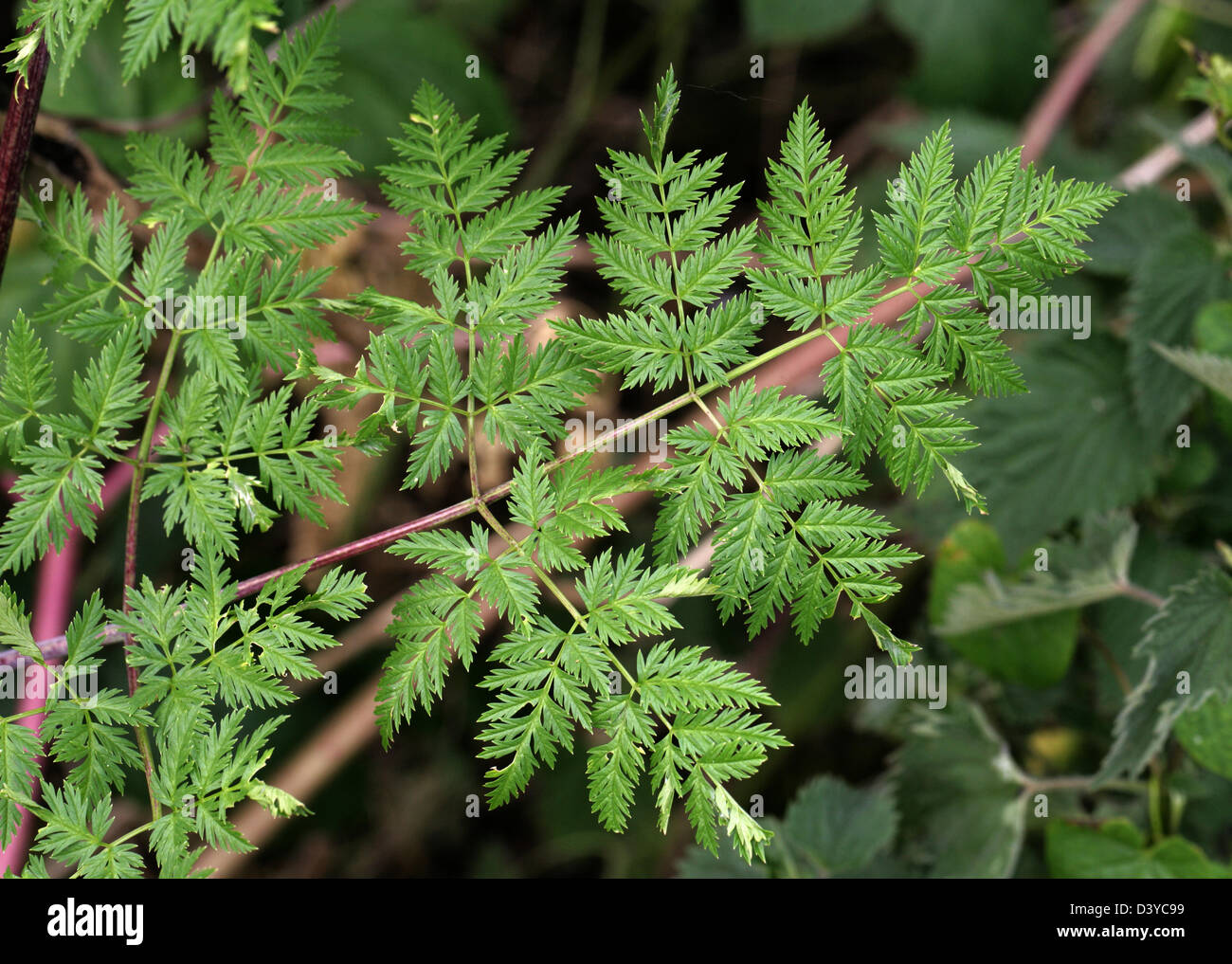 Poison hemlock conium maculatum -Fotos und -Bildmaterial in hoher Auflösung – Alamy