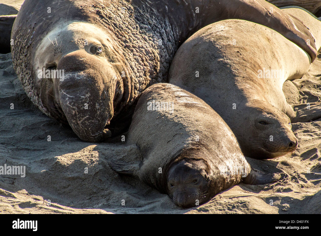 Bull See-Elefant Paarung mit weiblichen See-Elefant und See-Elefant ...
