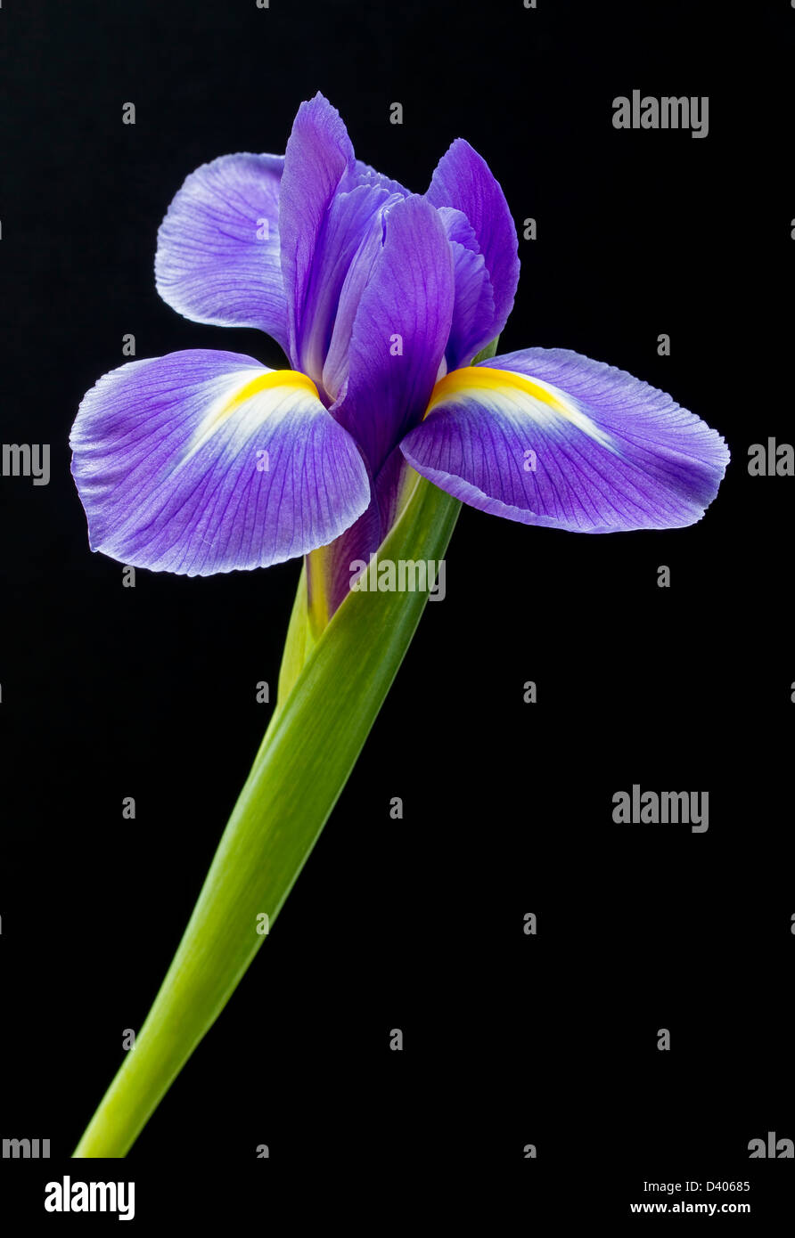 Schwarze iris blume -Fotos und -Bildmaterial in hoher Auflösung – Alamy
