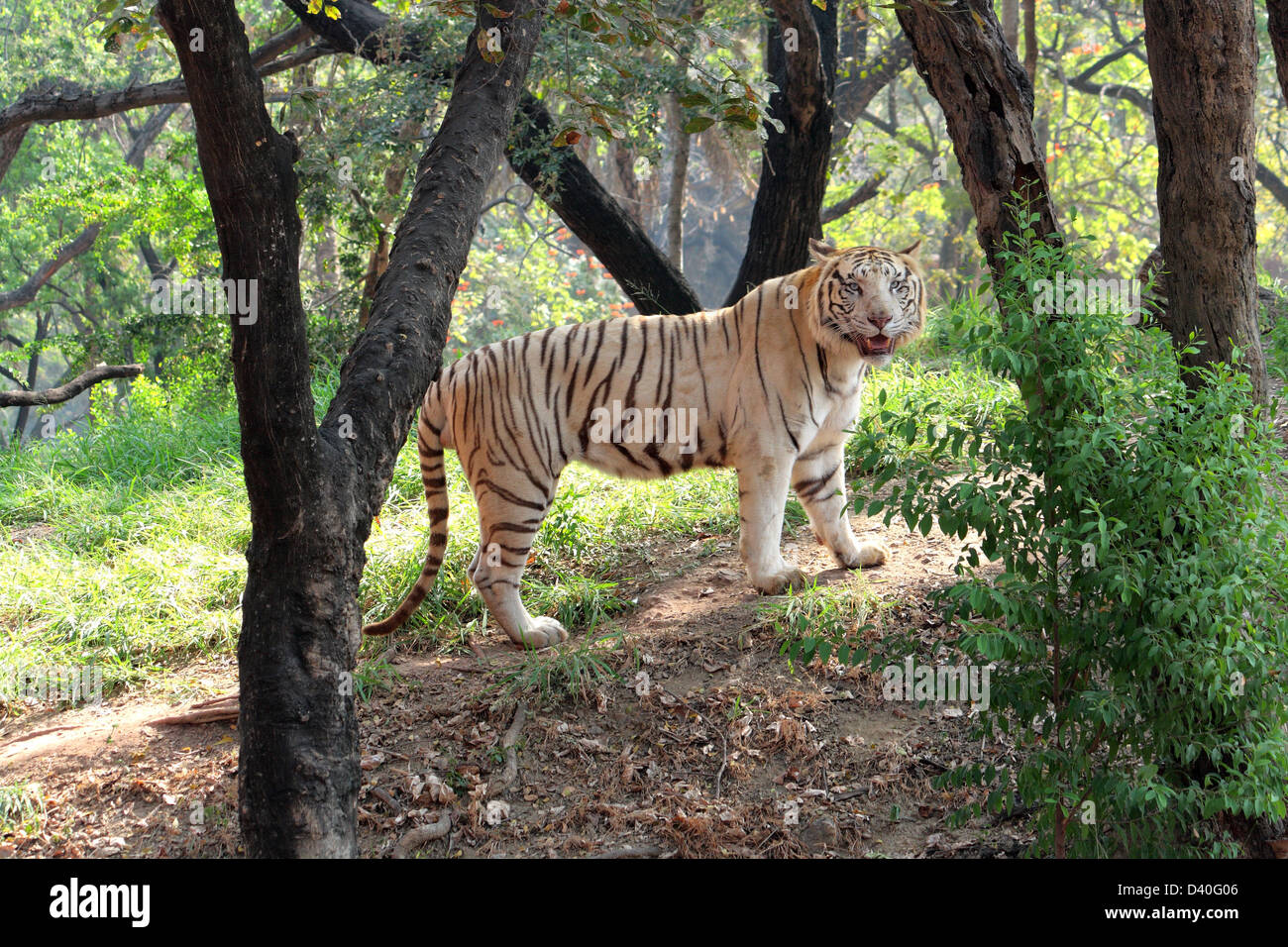 Royal bengal tiger panthera tigris bengalensis -Fotos und -Bildmaterial ...