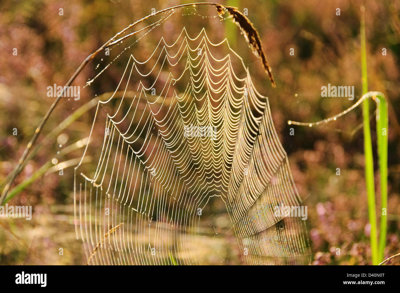 Spinne im spinnennetz -Fotos und -Bildmaterial in hoher Auflösung – Alamy