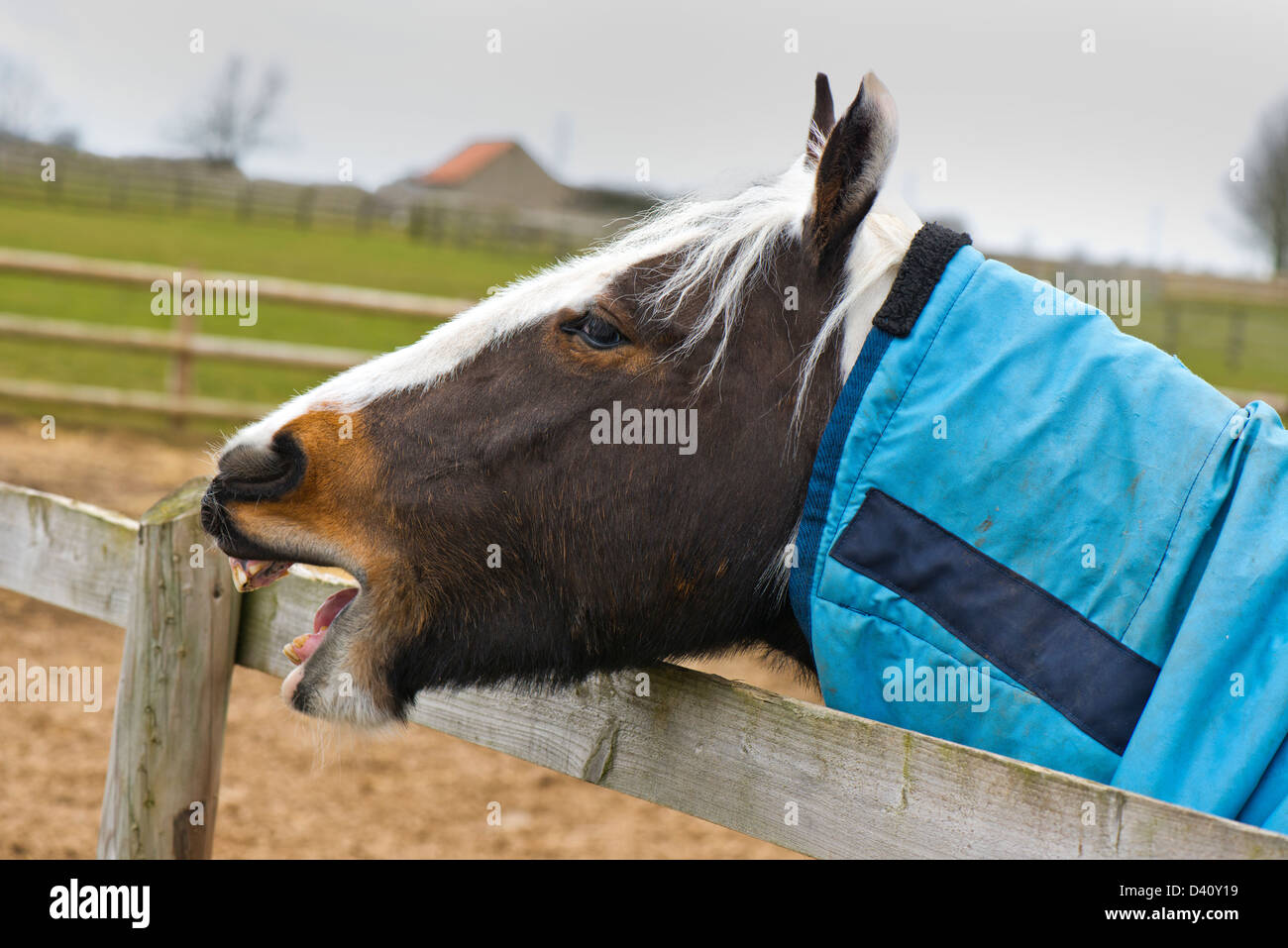 Lachende pferde -Fotos und -Bildmaterial in hoher Auflösung – Alamy