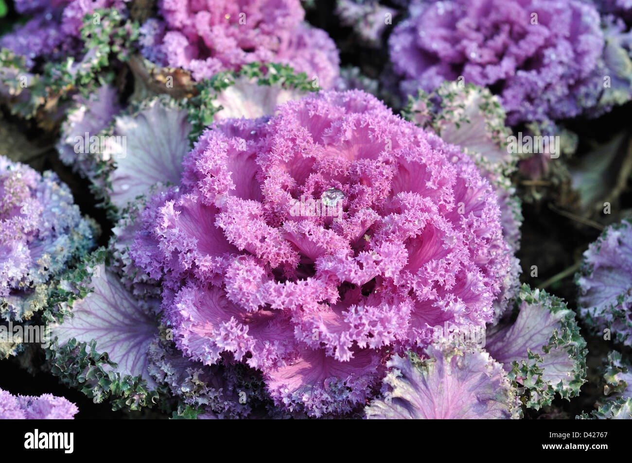 Lila kohl detail -Fotos und -Bildmaterial in hoher Auflösung – Alamy