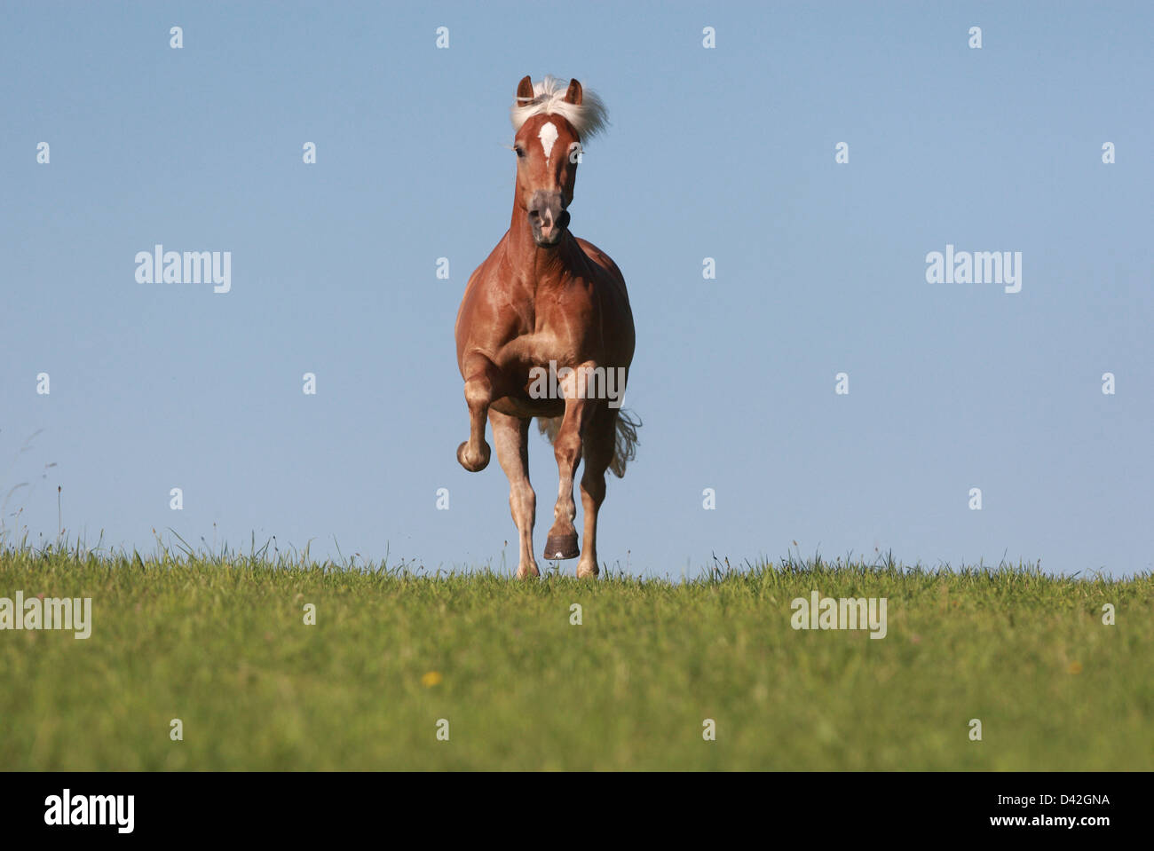Deutschland galopp -Fotos und -Bildmaterial in hoher Auflösung – Alamy