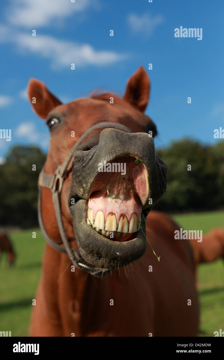 Flehmen horse -Fotos und -Bildmaterial in hoher Auflösung – Alamy