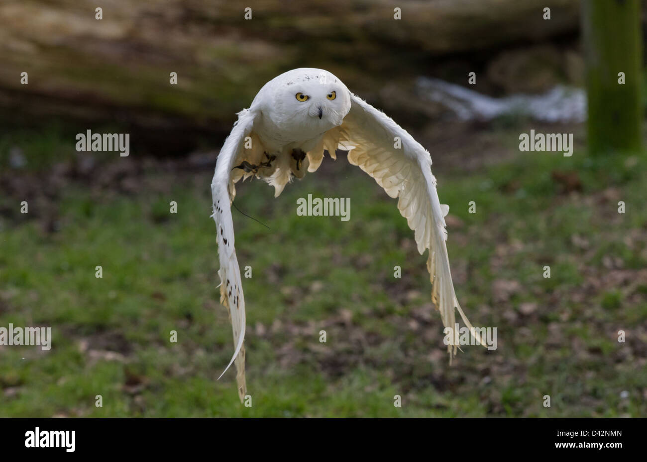 Fliegende eulen -Fotos und -Bildmaterial in hoher Auflösung – Alamy