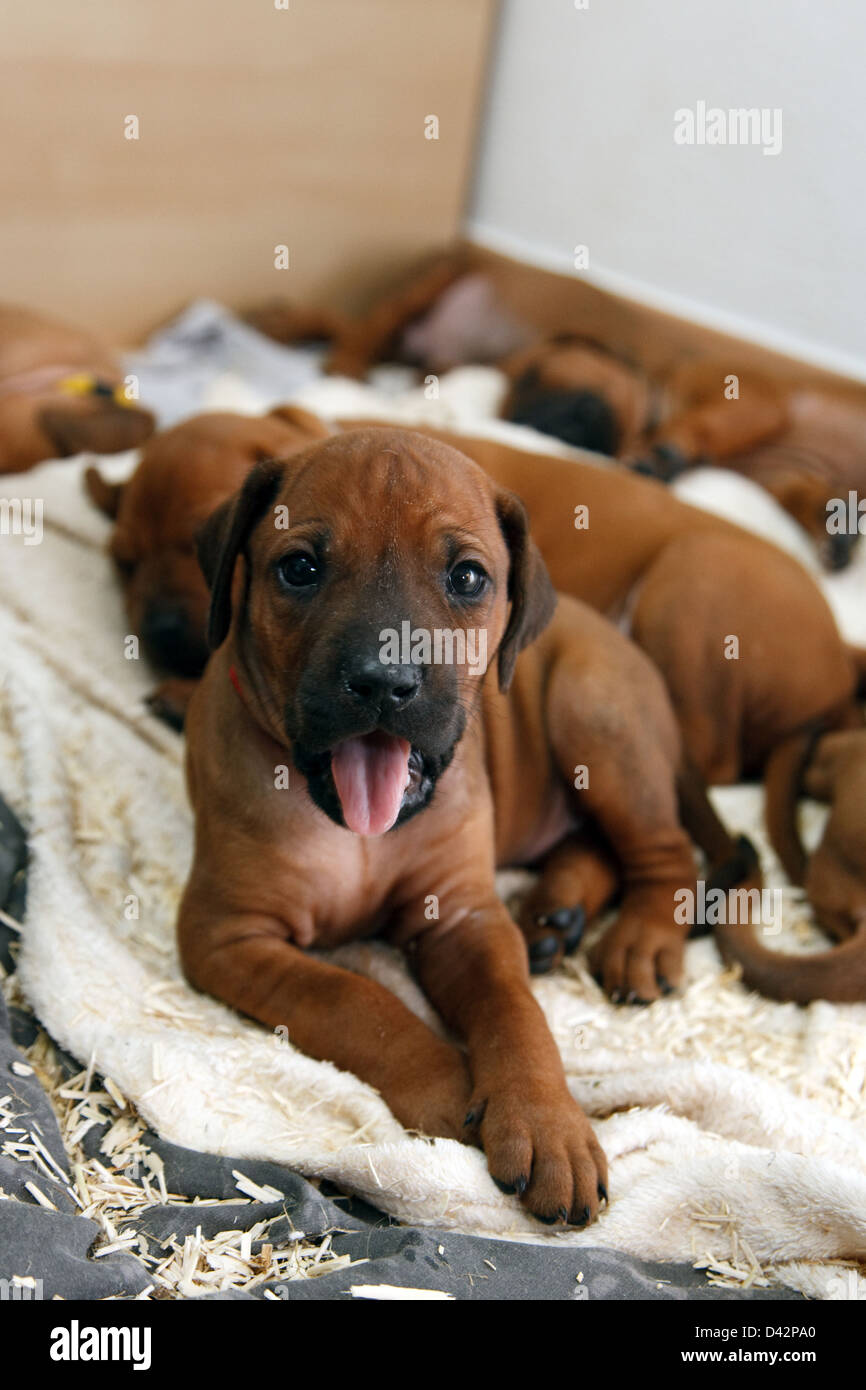Rhodesian ridgeback puppies -Fotos und -Bildmaterial in hoher Auflösung ...