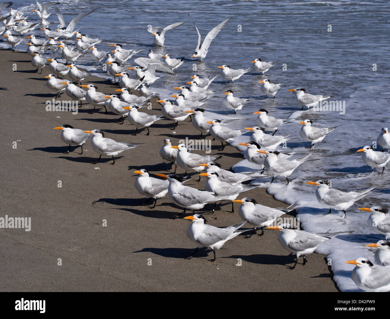 Seeschwalben am strand -Fotos und -Bildmaterial in hoher Auflösung – Alamy