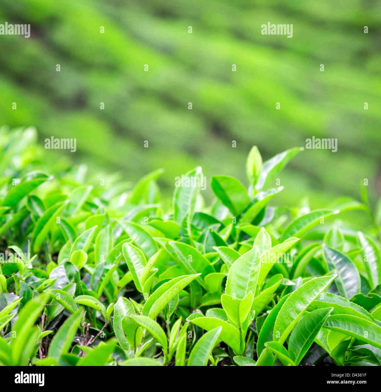 Ackerbau ackerbau anbauen anbauen anbau anbauen anbauen anbauen anbauen ...