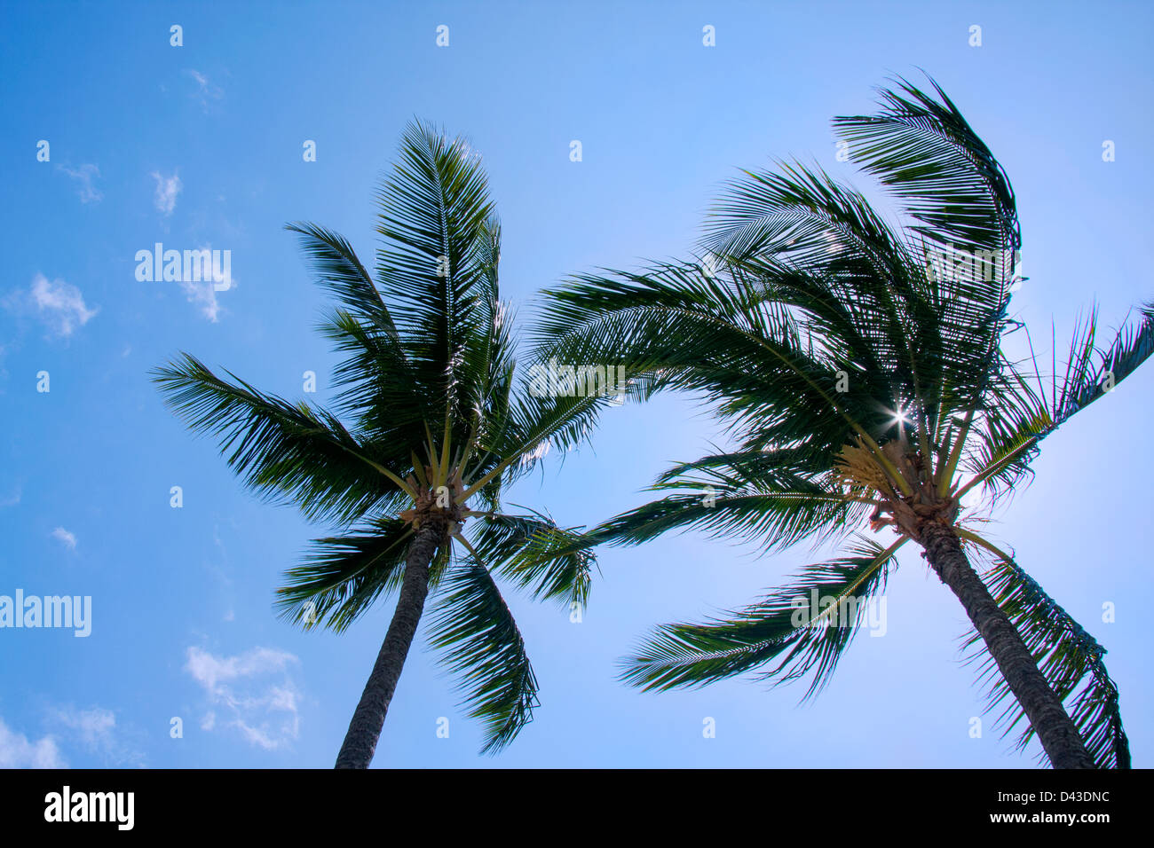 Palmen wiegen sich im sommerwind -Fotos und -Bildmaterial in hoher Auflösung – Alamy