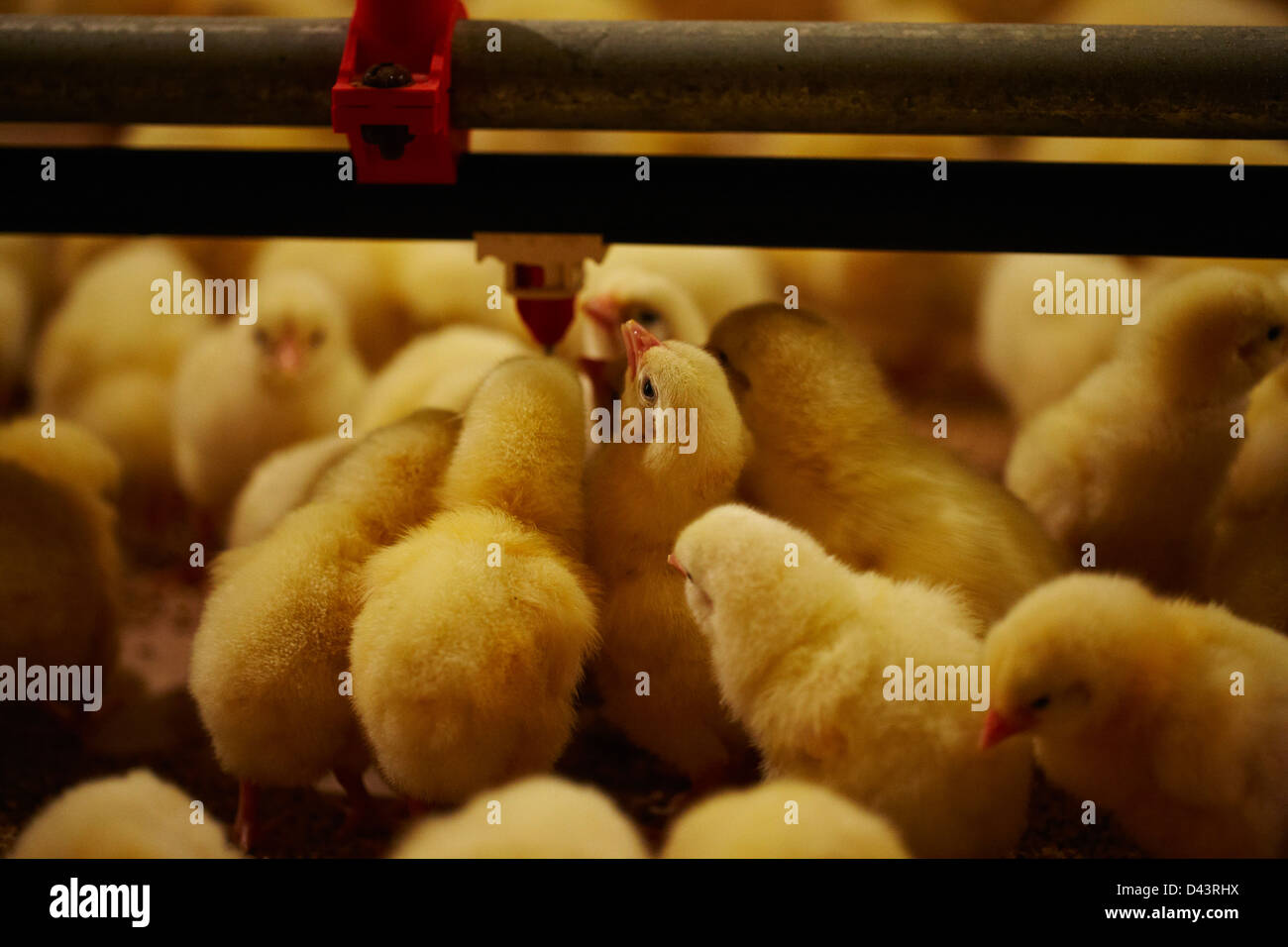 Massentierhaltung huhn -Fotos und -Bildmaterial in hoher Auflösung – Alamy