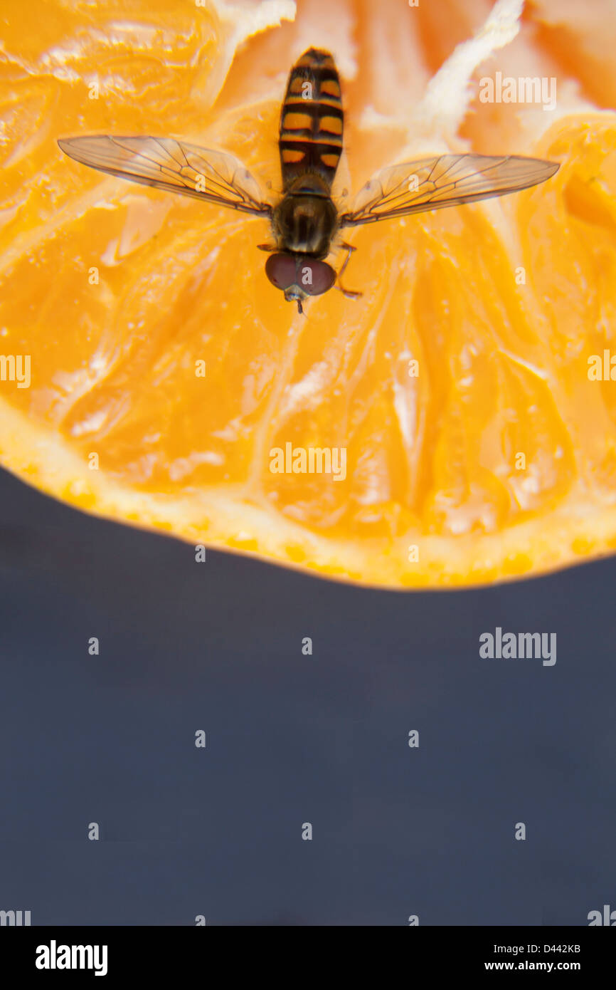 Fliege, die biene isst -Fotos und -Bildmaterial in hoher Auflösung – Alamy