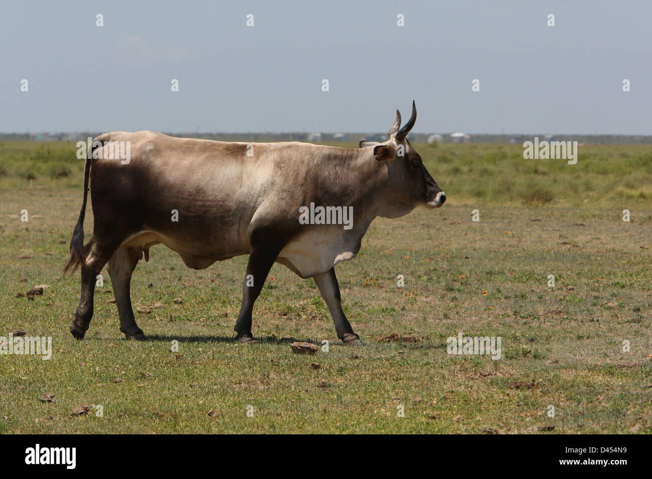 Indische kuhprodukte -Fotos und -Bildmaterial in hoher Auflösung – Alamy