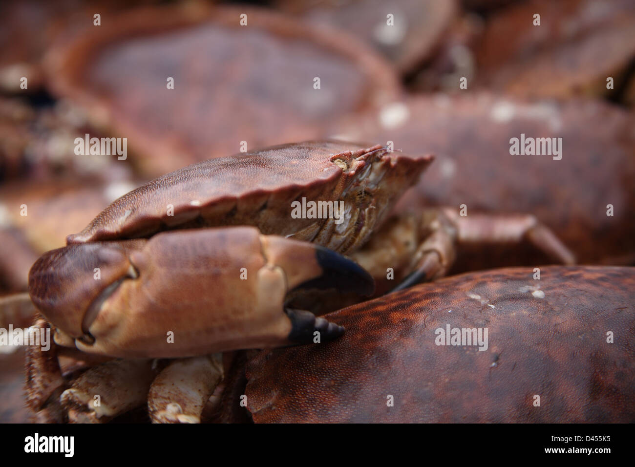 Sebastian die krabbe -Fotos und -Bildmaterial in hoher Auflösung – Alamy