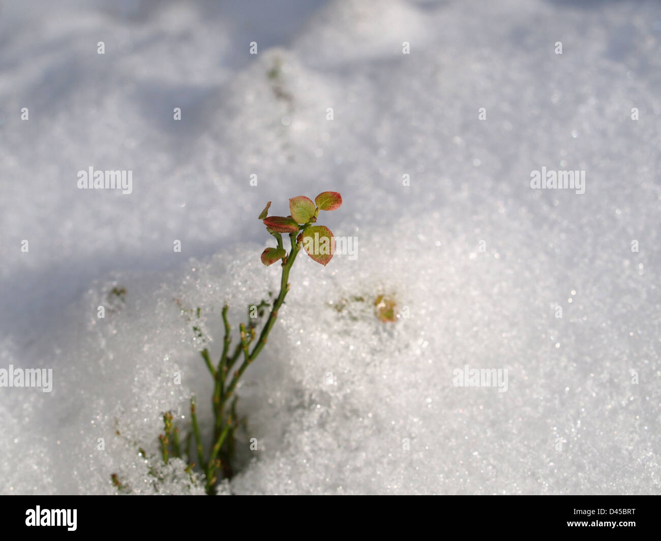 Shrub bush winter -Fotos und -Bildmaterial in hoher Auflösung – Alamy