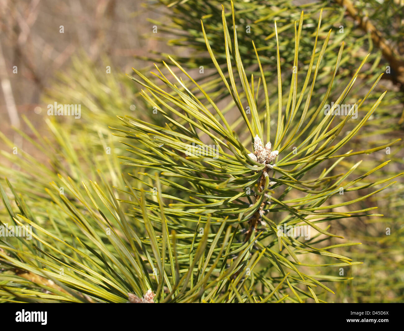 Schottische kiefernadel -Fotos und -Bildmaterial in hoher Auflösung – Alamy