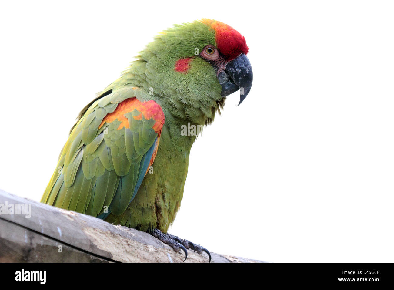 Einen bunten Papagei (rot-fronted Ara, Ara Rubrogenys) isoliert auf ...