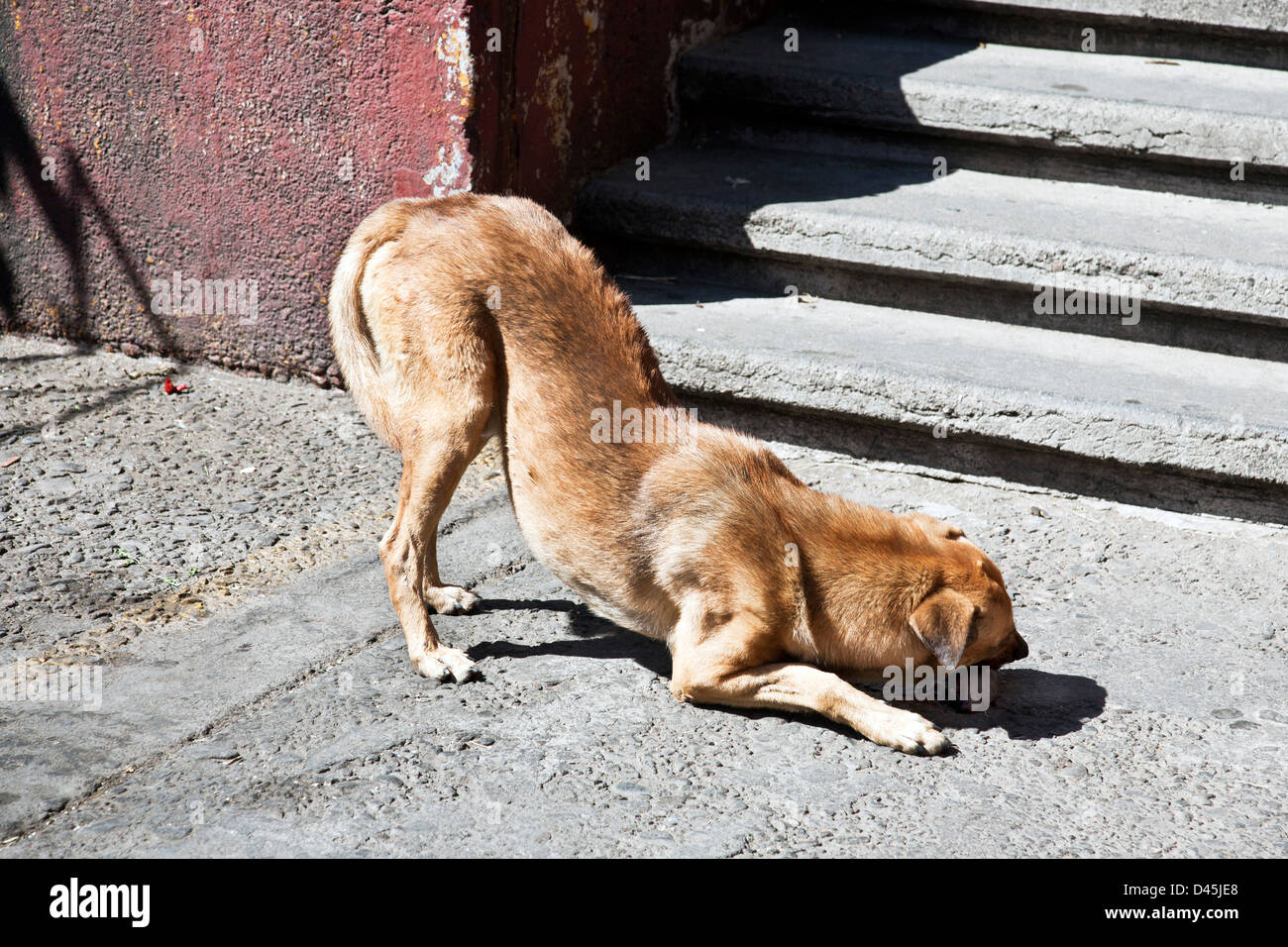 Hund kaut knochen -Fotos und -Bildmaterial in hoher Auflösung – Alamy