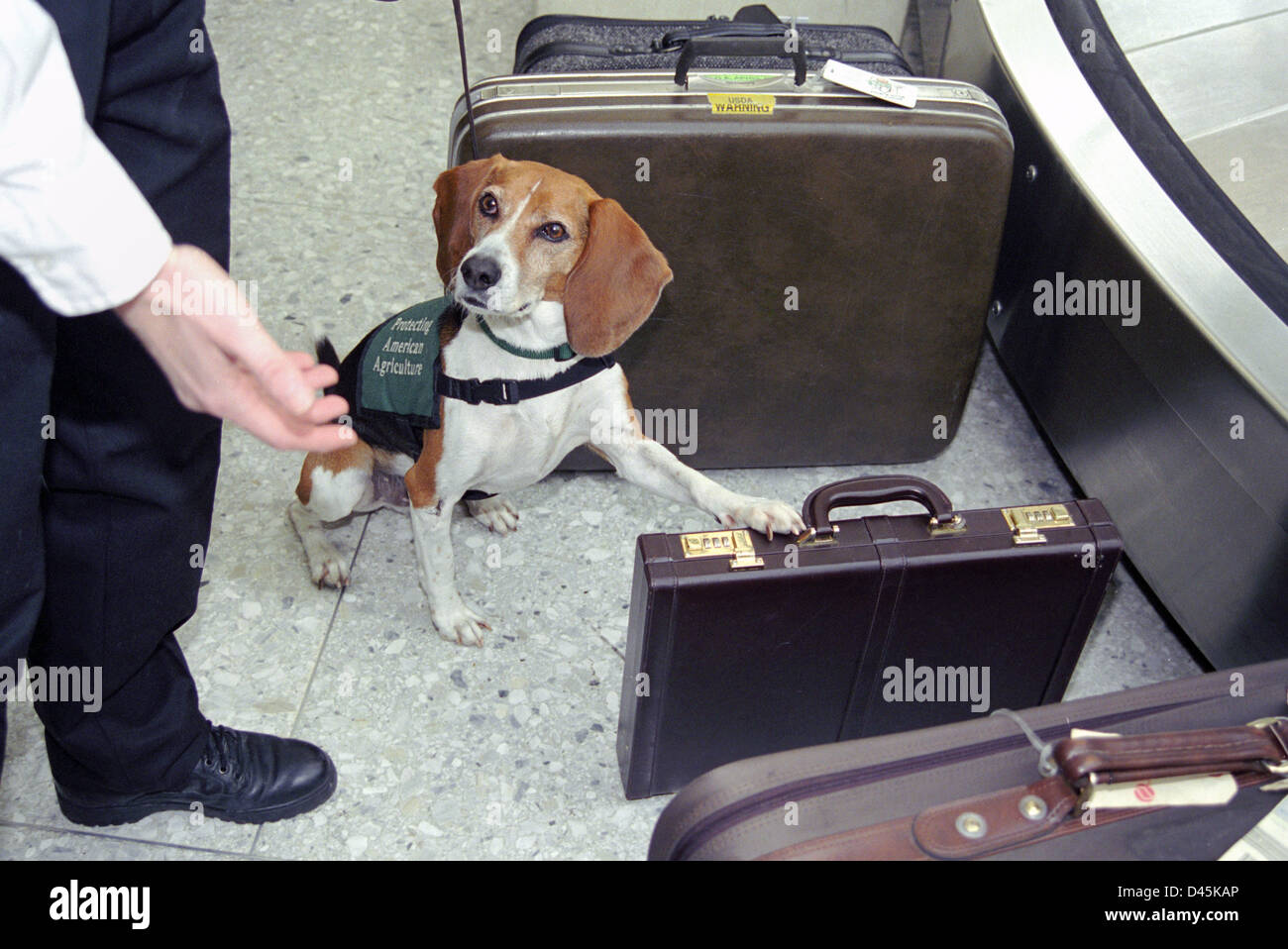 Customs sniffer dog airport -Fotos und -Bildmaterial in hoher Auflösung ...