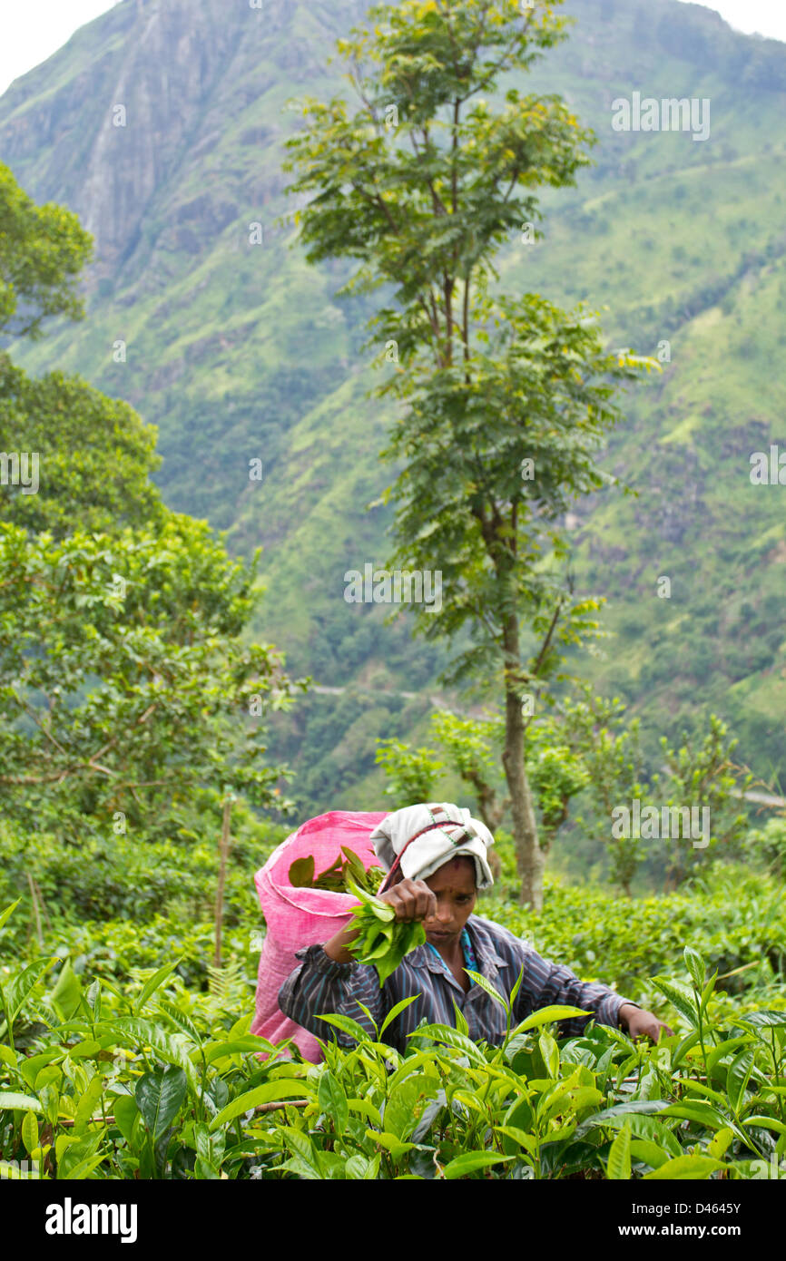 Tee sri lanka picking ernte -Fotos und -Bildmaterial in hoher Auflösung ...