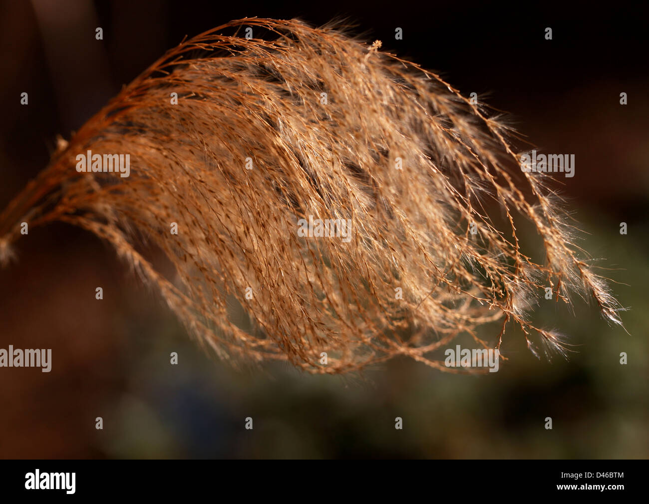 Miscanthus nepalensis -Fotos und -Bildmaterial in hoher Auflösung – Alamy