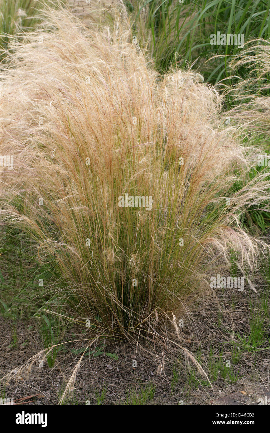 Texas nadel gras -Fotos und -Bildmaterial in hoher Auflösung – Alamy