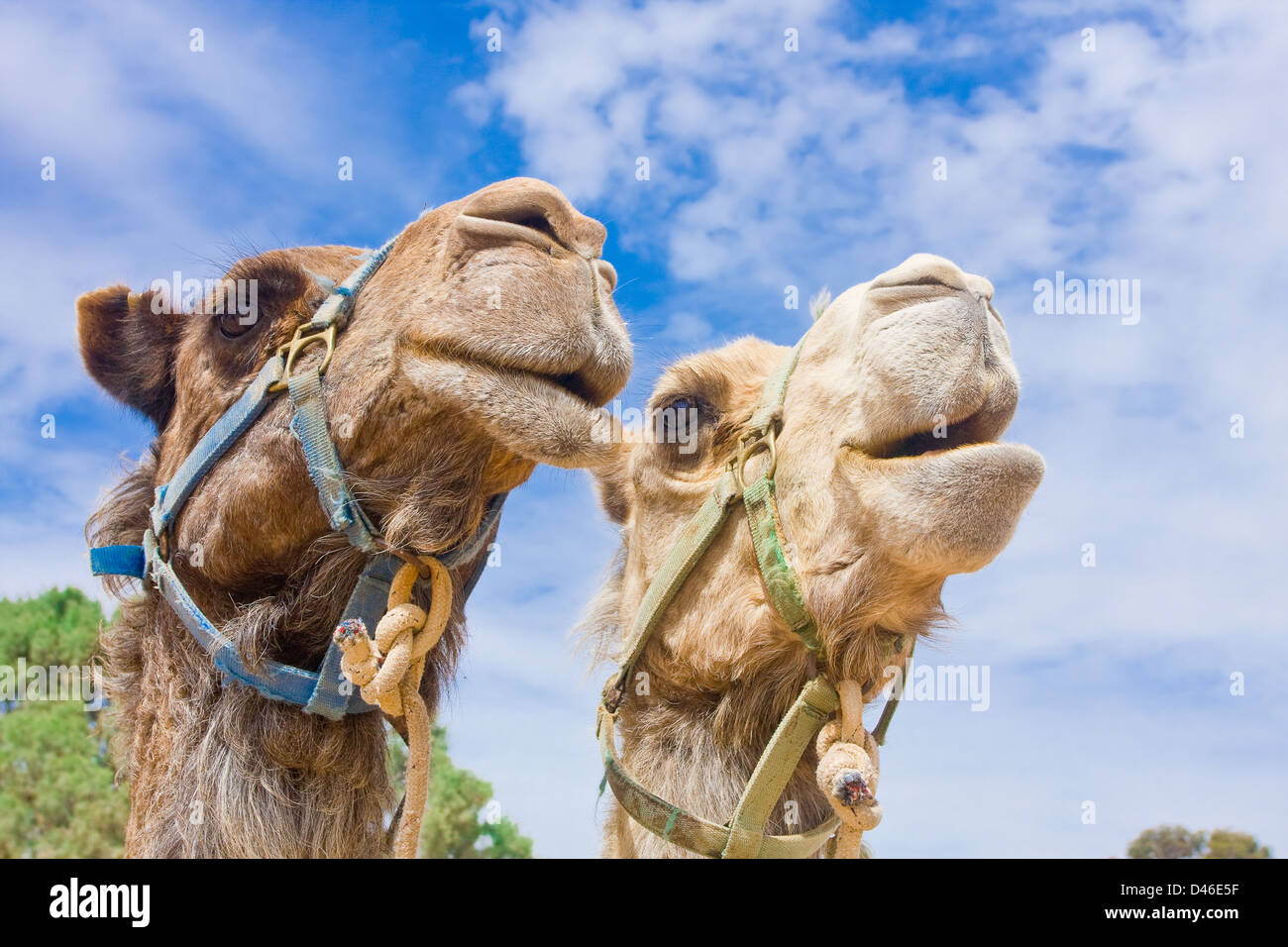 Proud camel -Fotos und -Bildmaterial in hoher Auflösung – Alamy