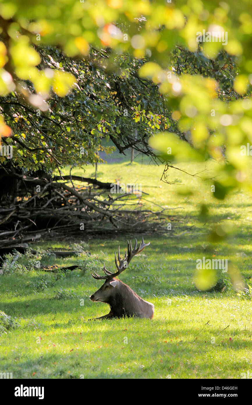 Hirsch wald -Fotos und -Bildmaterial in hoher Auflösung - Seite 2 - Alamy