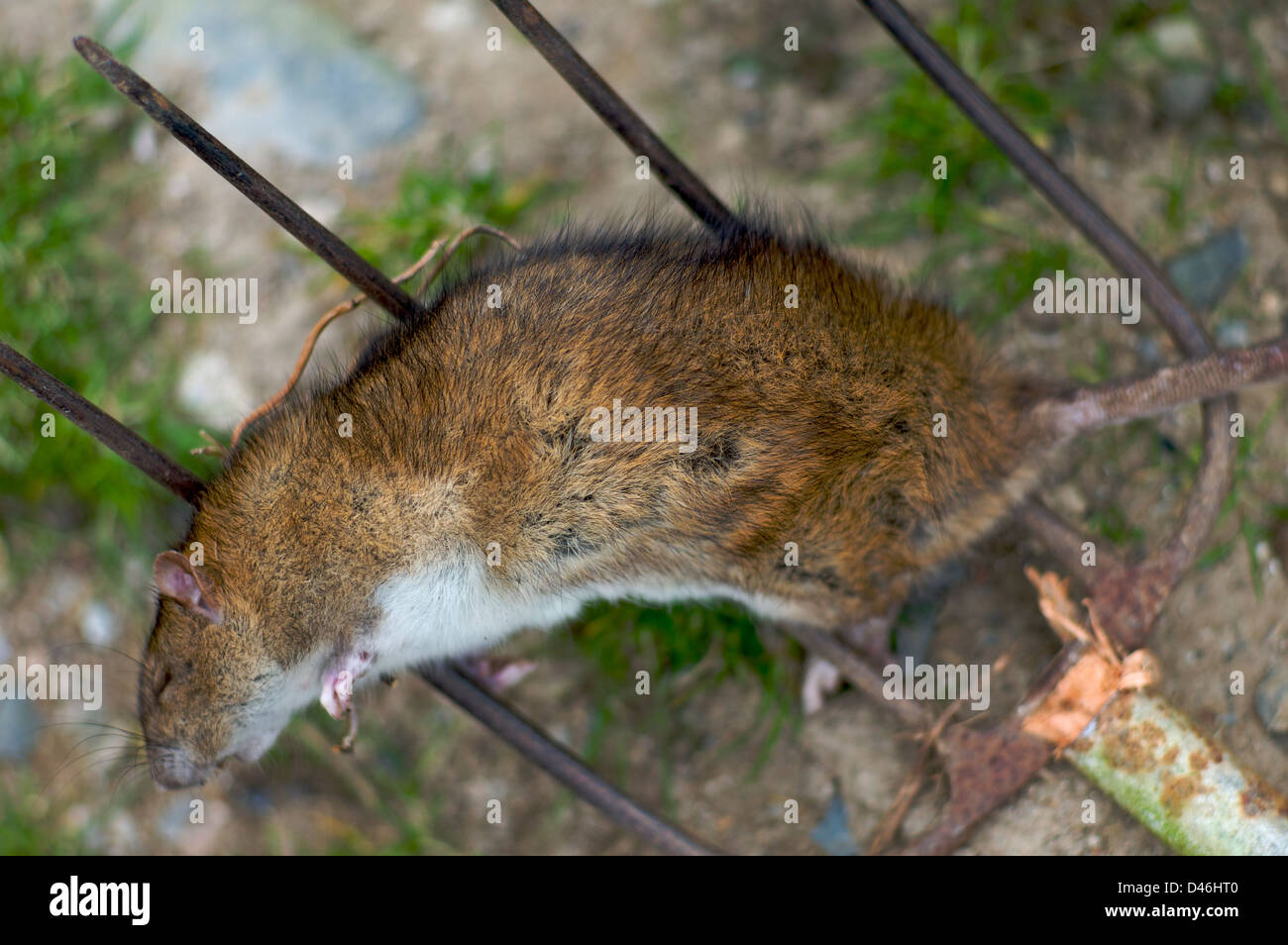 Dead rat poisoned -Fotos und -Bildmaterial in hoher Auflösung – Alamy