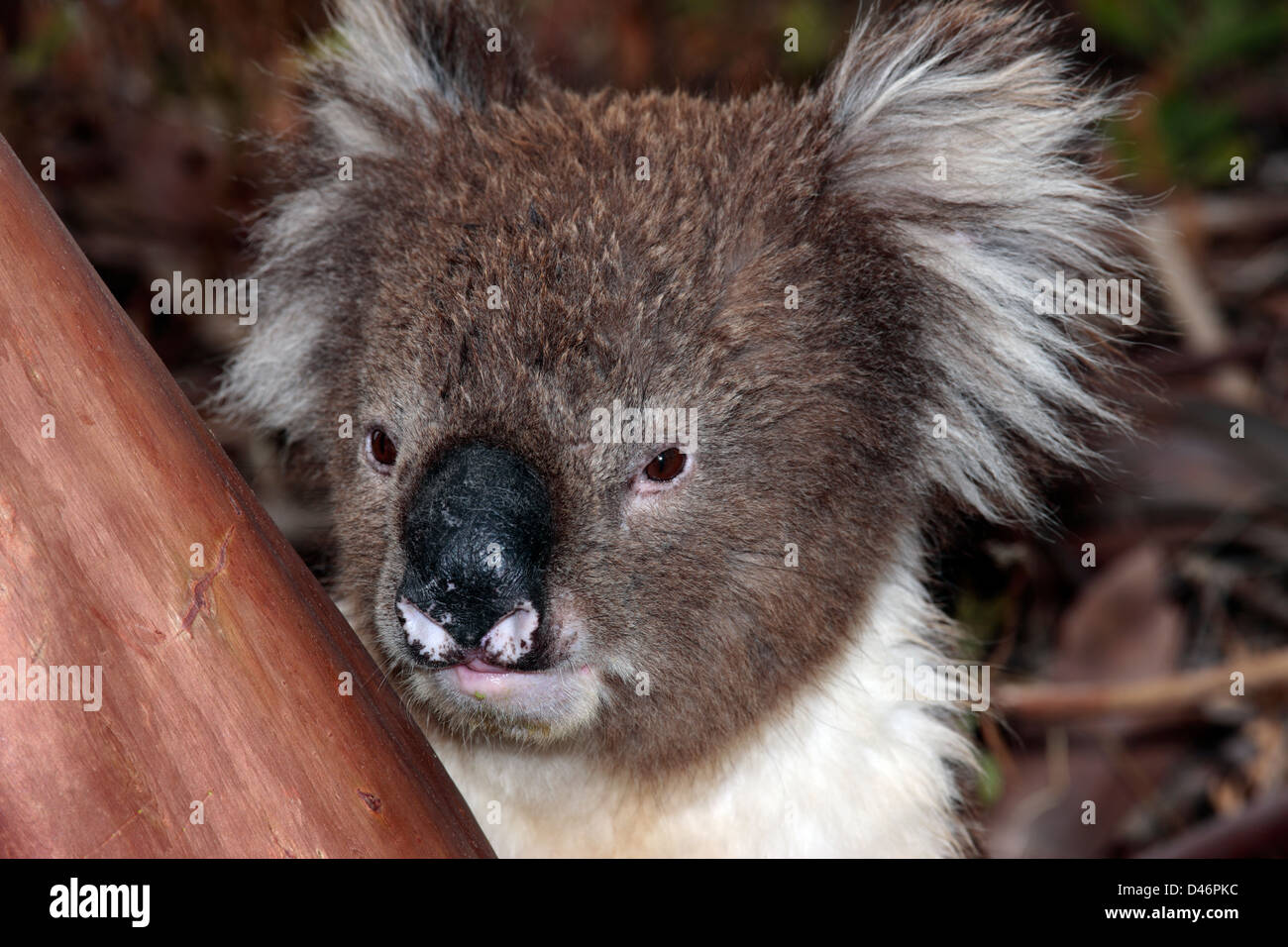 Nasser koala -Fotos und -Bildmaterial in hoher Auflösung – Alamy
