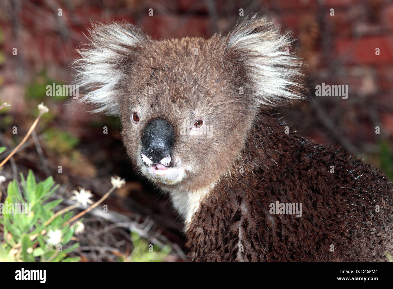 Nasser koala -Fotos und -Bildmaterial in hoher Auflösung – Alamy