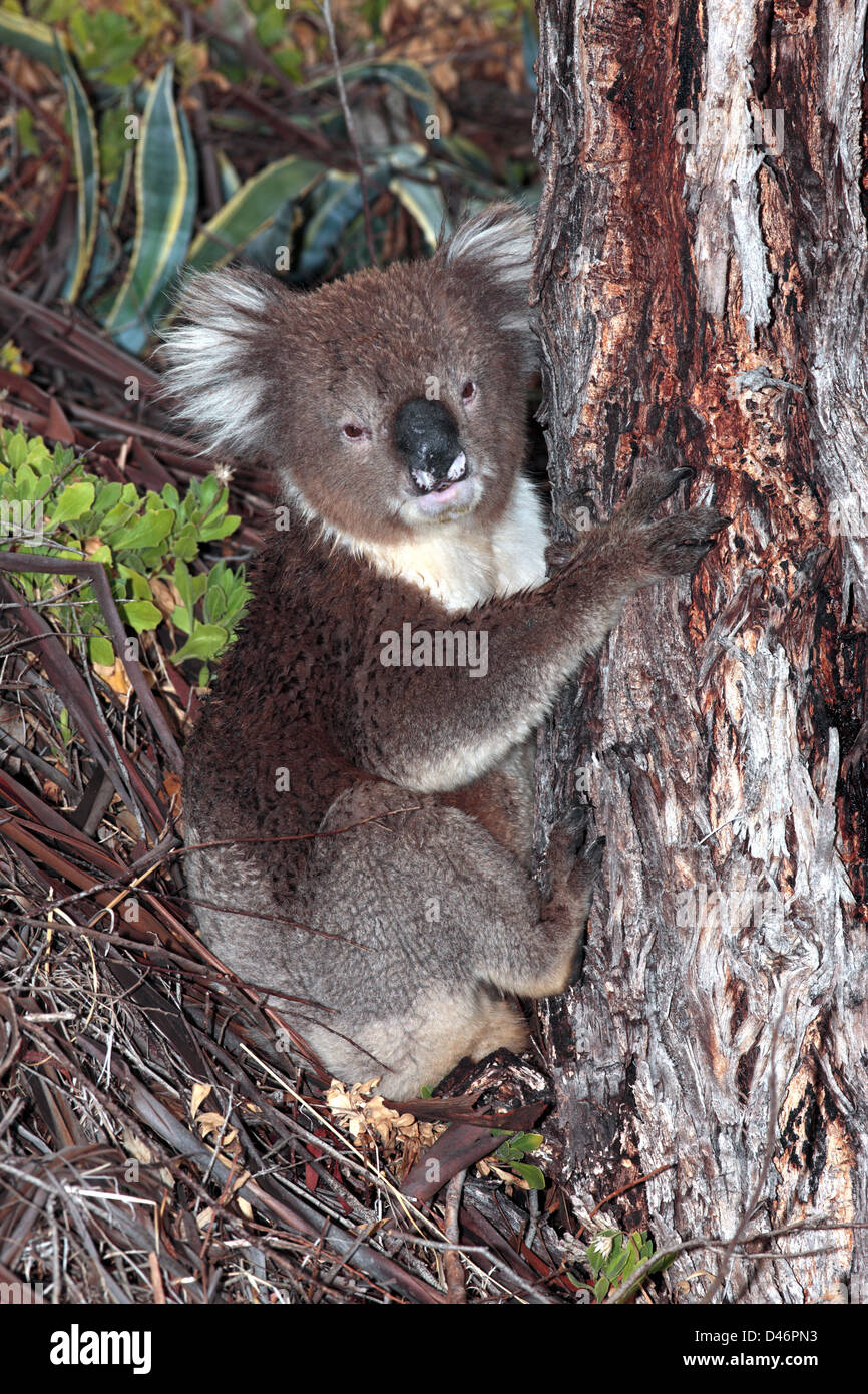 Wet koala -Fotos und -Bildmaterial in hoher Auflösung – Alamy