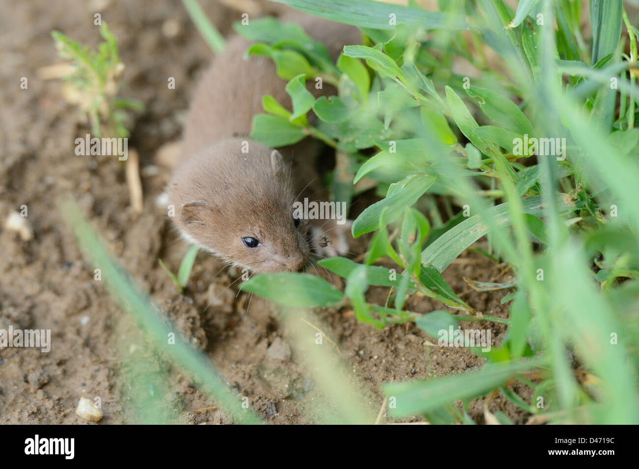 Baby weasel -Fotos und -Bildmaterial in hoher Auflösung – Alamy