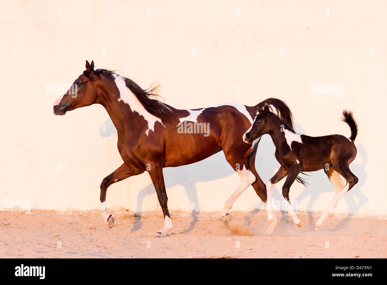 Pinto arabian foal -Fotos und -Bildmaterial in hoher Auflösung – Alamy