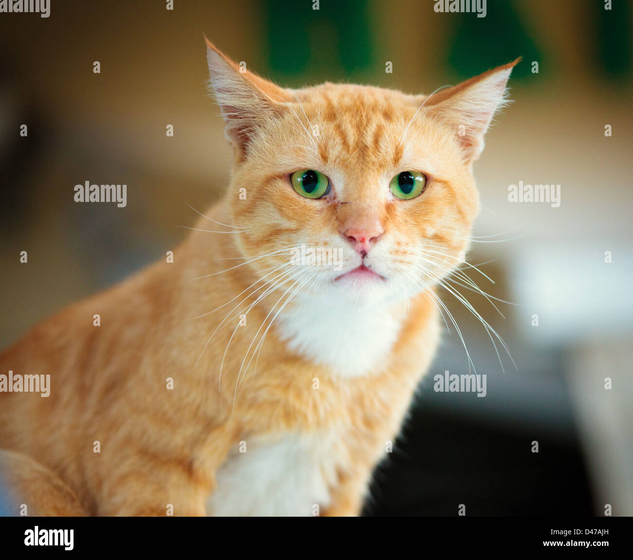 Rothaarige Katze Stockfotos und -bilder Kaufen - Alamy