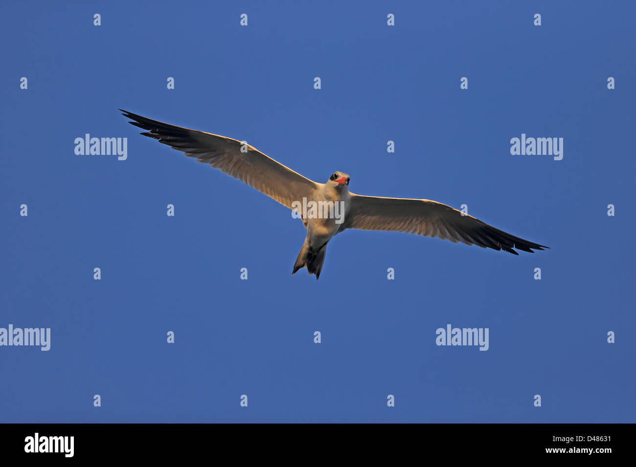 Sterna caspia -Fotos und -Bildmaterial in hoher Auflösung – Alamy