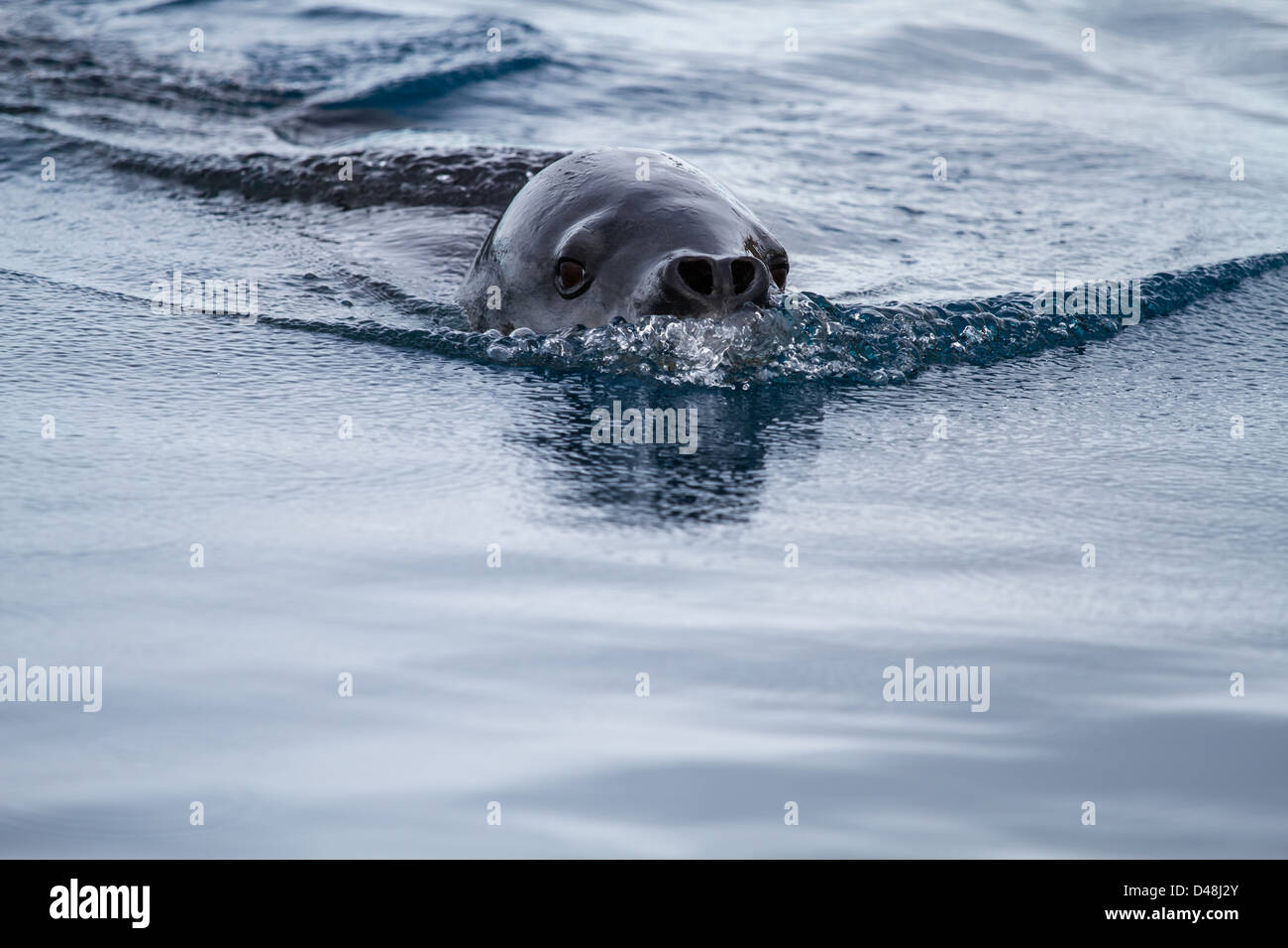 Close up leopard seal -Fotos und -Bildmaterial in hoher Auflösung – Alamy