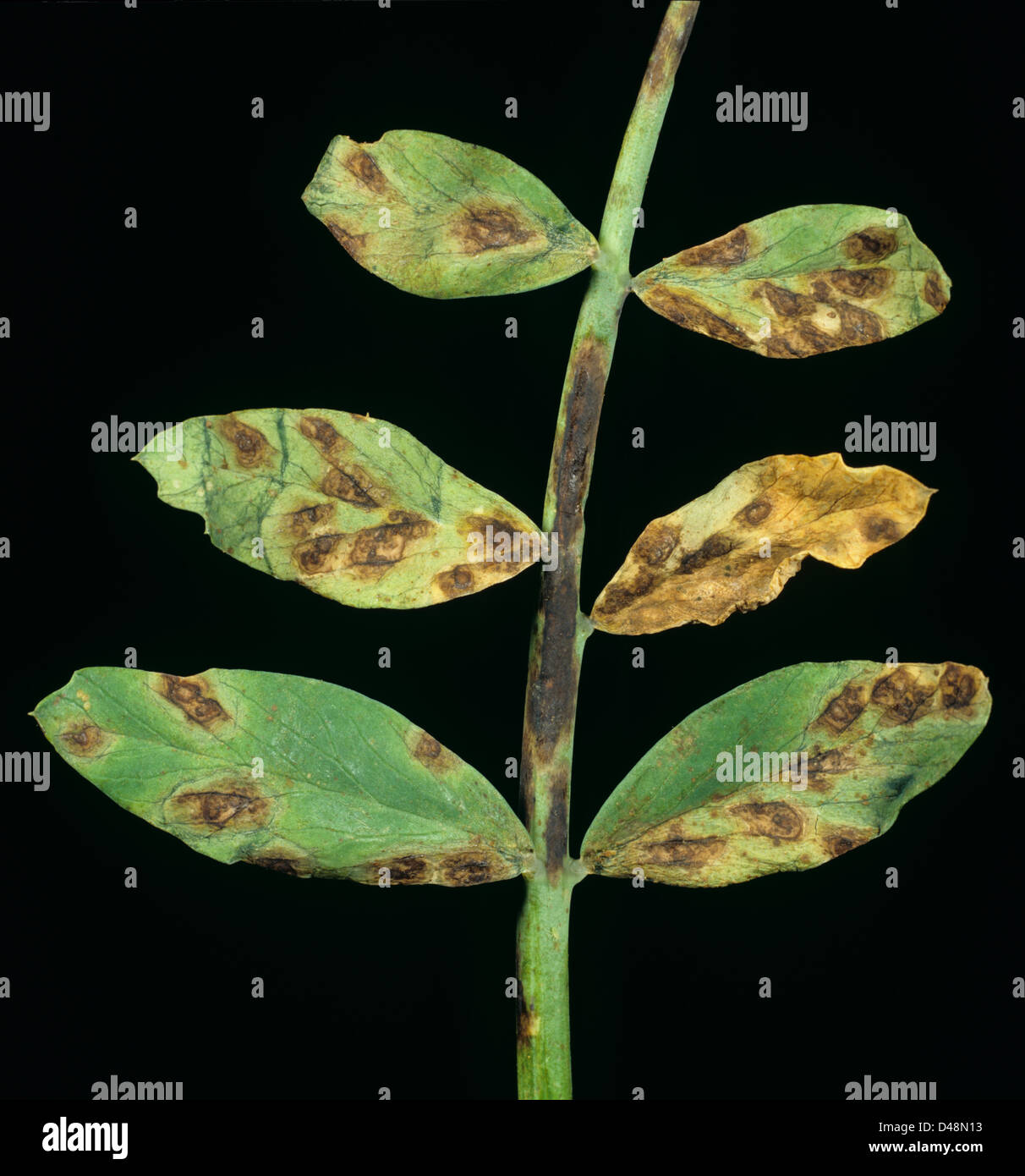 Mycosphaerella pinodes -Fotos und -Bildmaterial in hoher Auflösung – Alamy