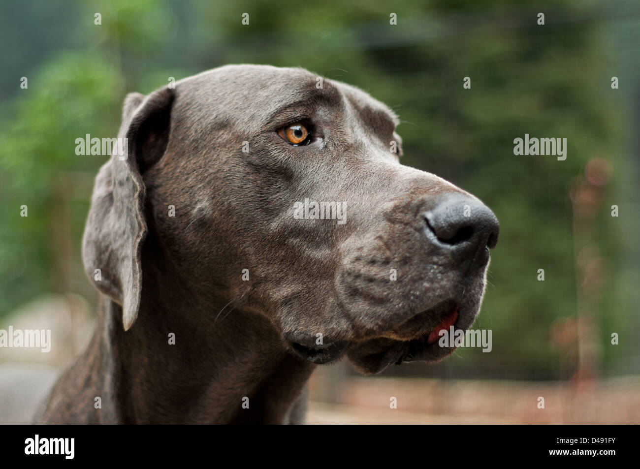 Graue Deutsche Dogge Stockfotos und -bilder Kaufen - Alamy