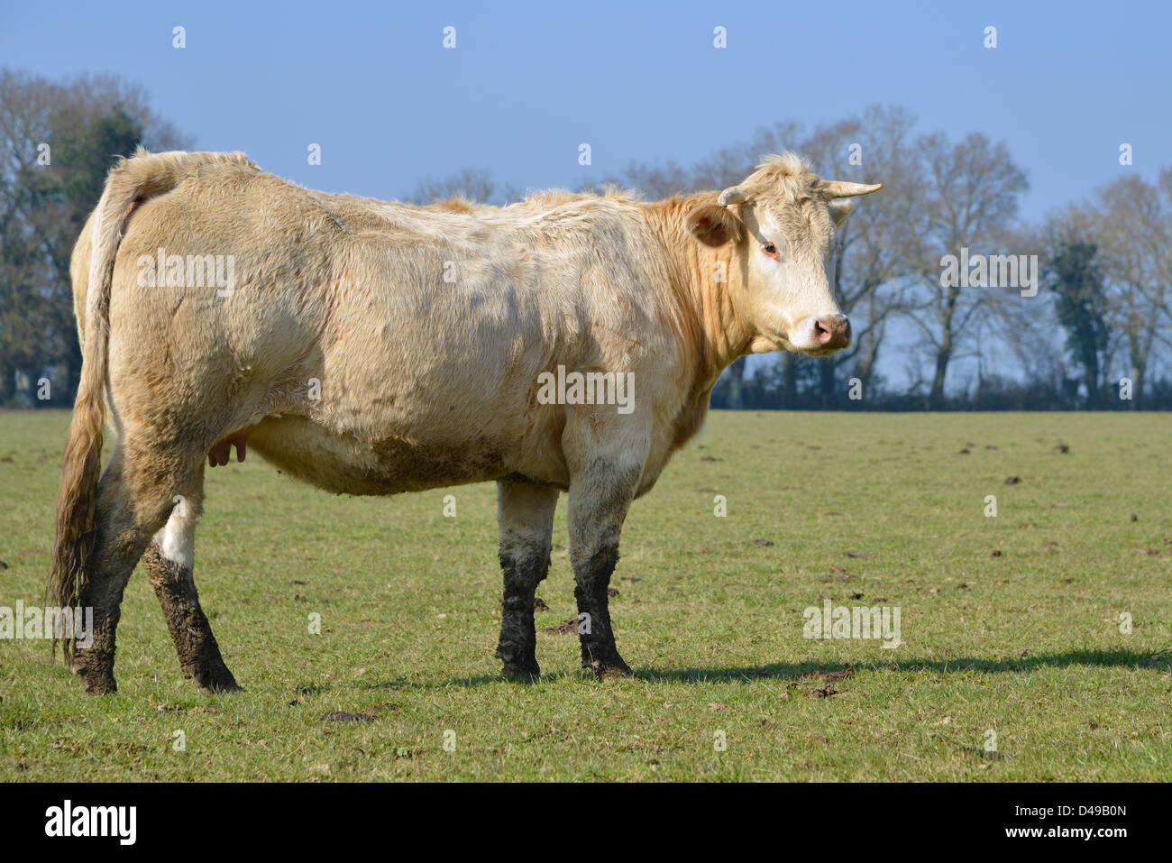 De bos -Fotos und -Bildmaterial in hoher Auflösung – Alamy